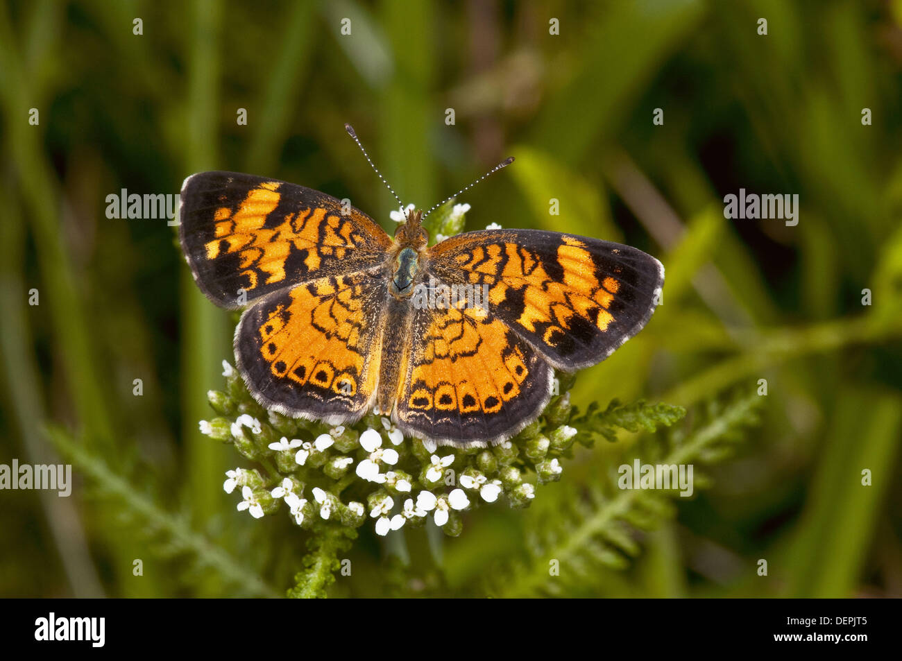 Pearl Butterfly High Resolution Stock Photography and Images - Alamy