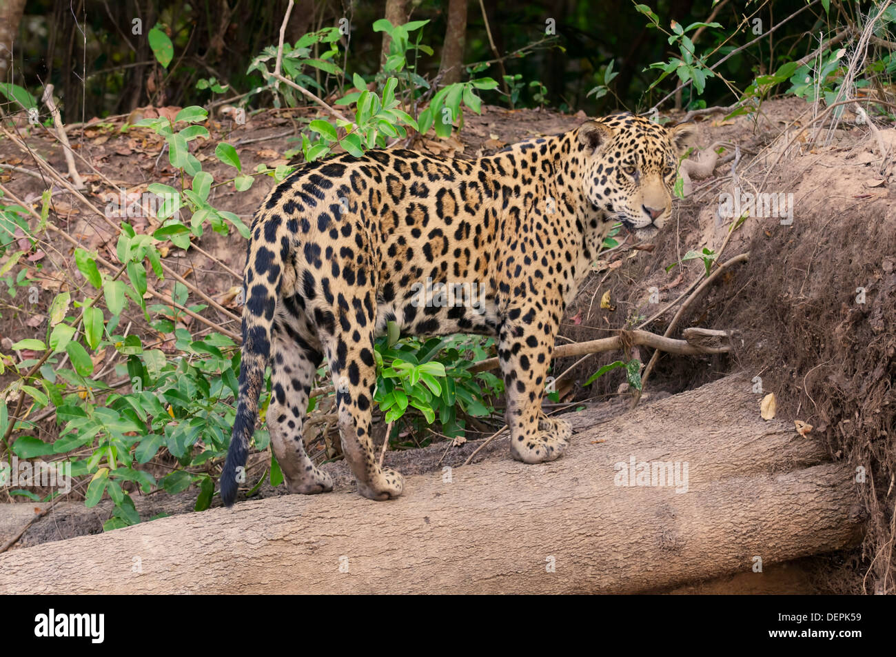 Jaguar Standing