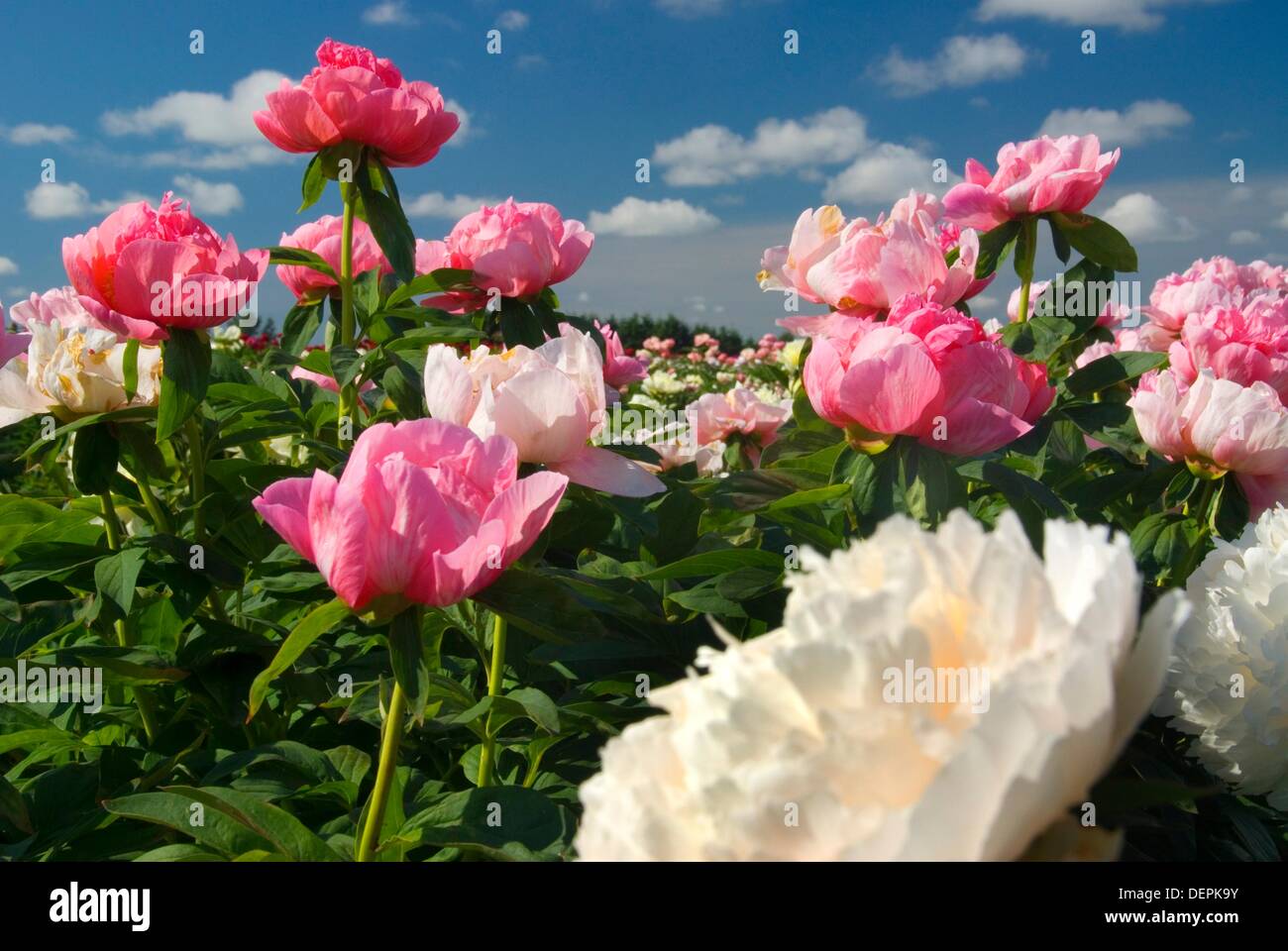Cream Peony High Resolution Stock Photography and Images - Alamy