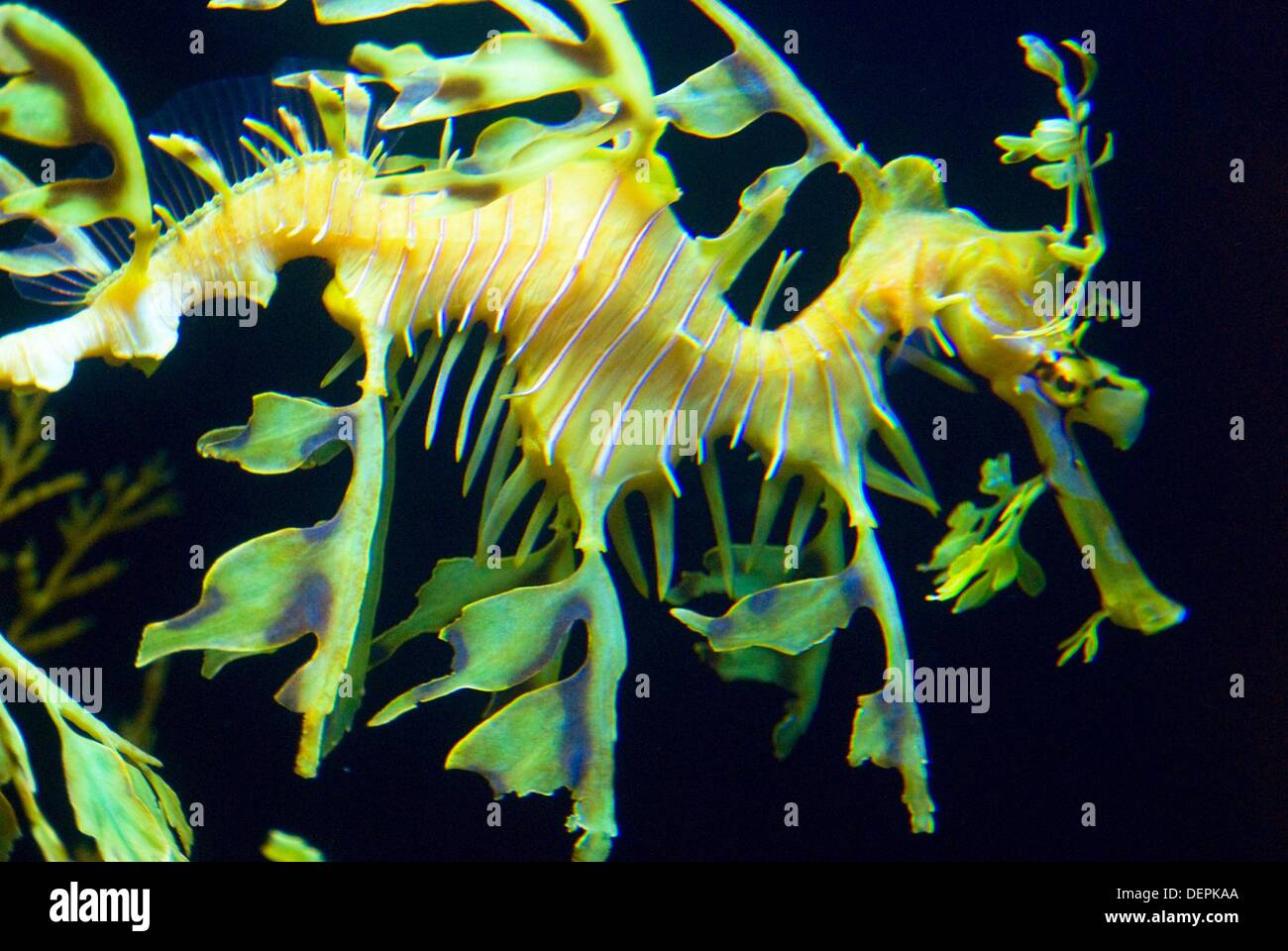 Leafy Sea Dragon Fish High Resolution Stock Photography and Images - Alamy