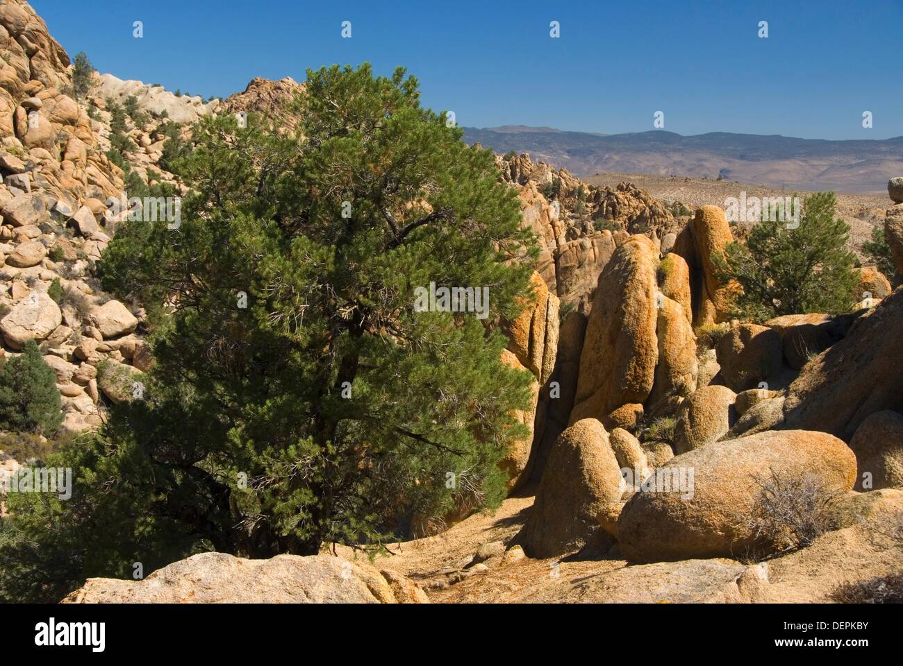 Pinon pine california hi-res stock photography and images - Alamy