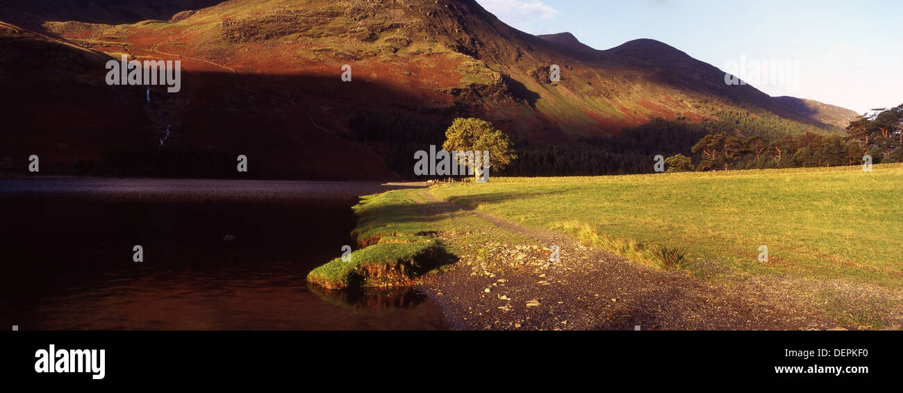 English ash tree hi-res stock photography and images - Alamy