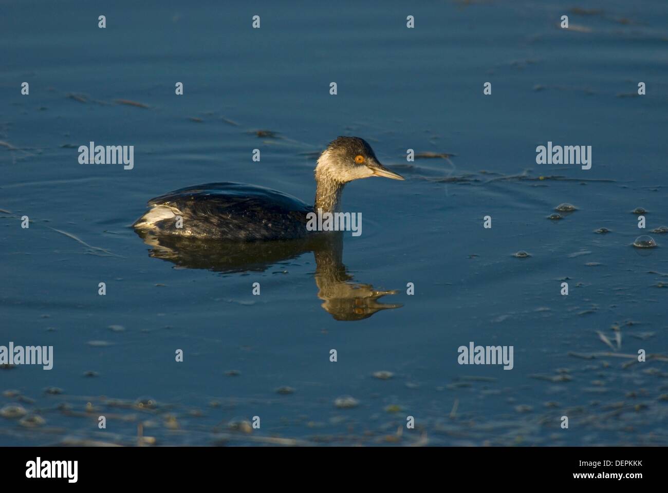 Tule lake national wildlife refuge hi-res stock photography and images ...
