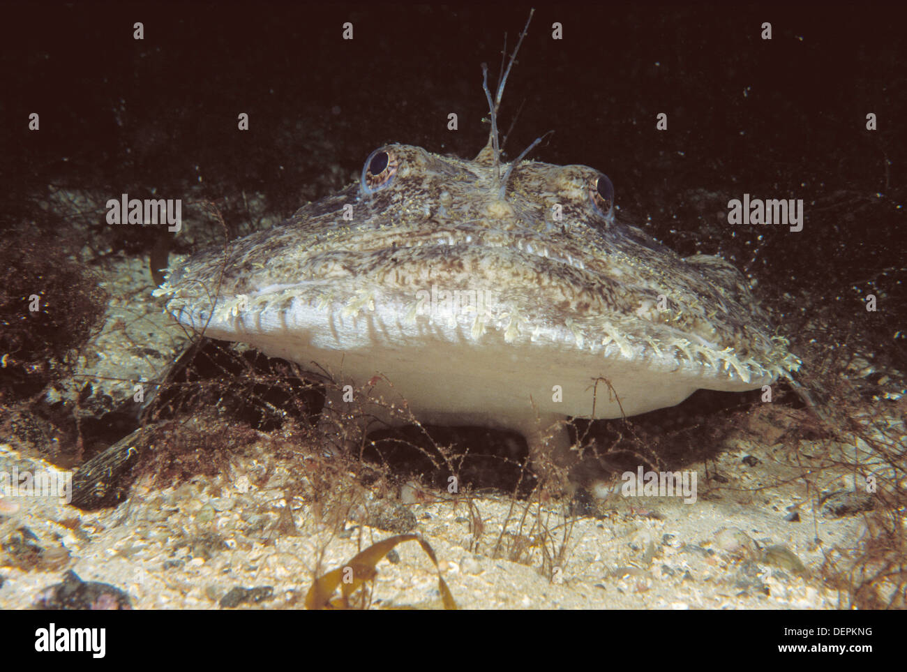Anglerfish lophius piscatorius hi-res stock photography and images - Alamy
