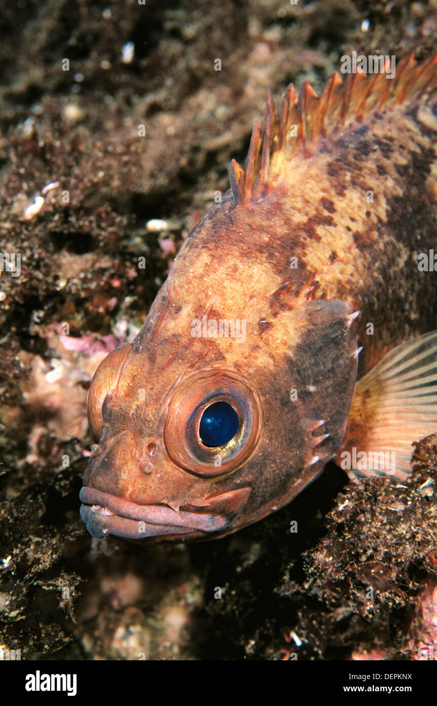 Norway Redfish (Sebastes viviparus). Norway Stock Photo - Alamy