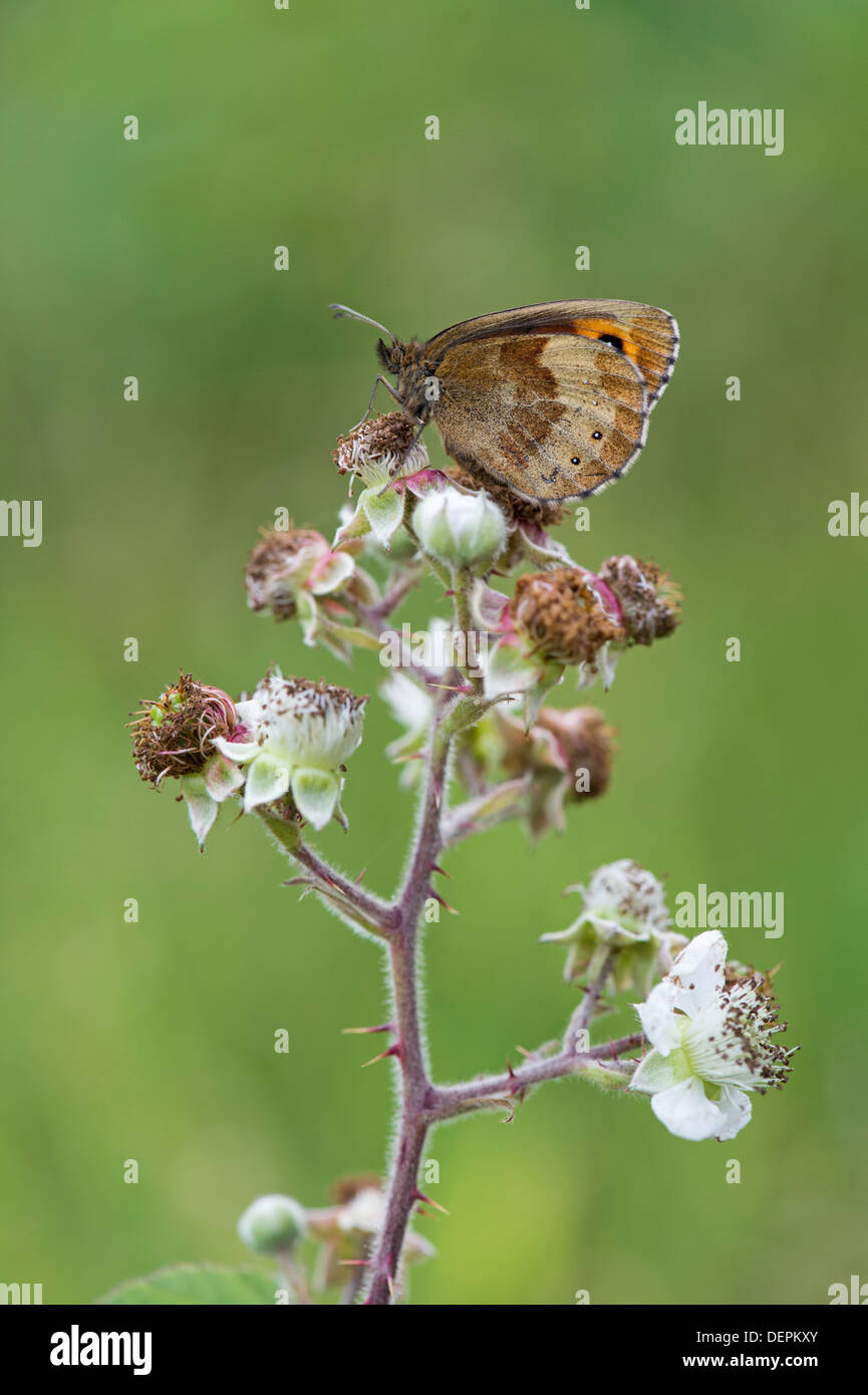 Scotch argus butterfly (Erebia aethiops) - UK Stock Photo - Alamy