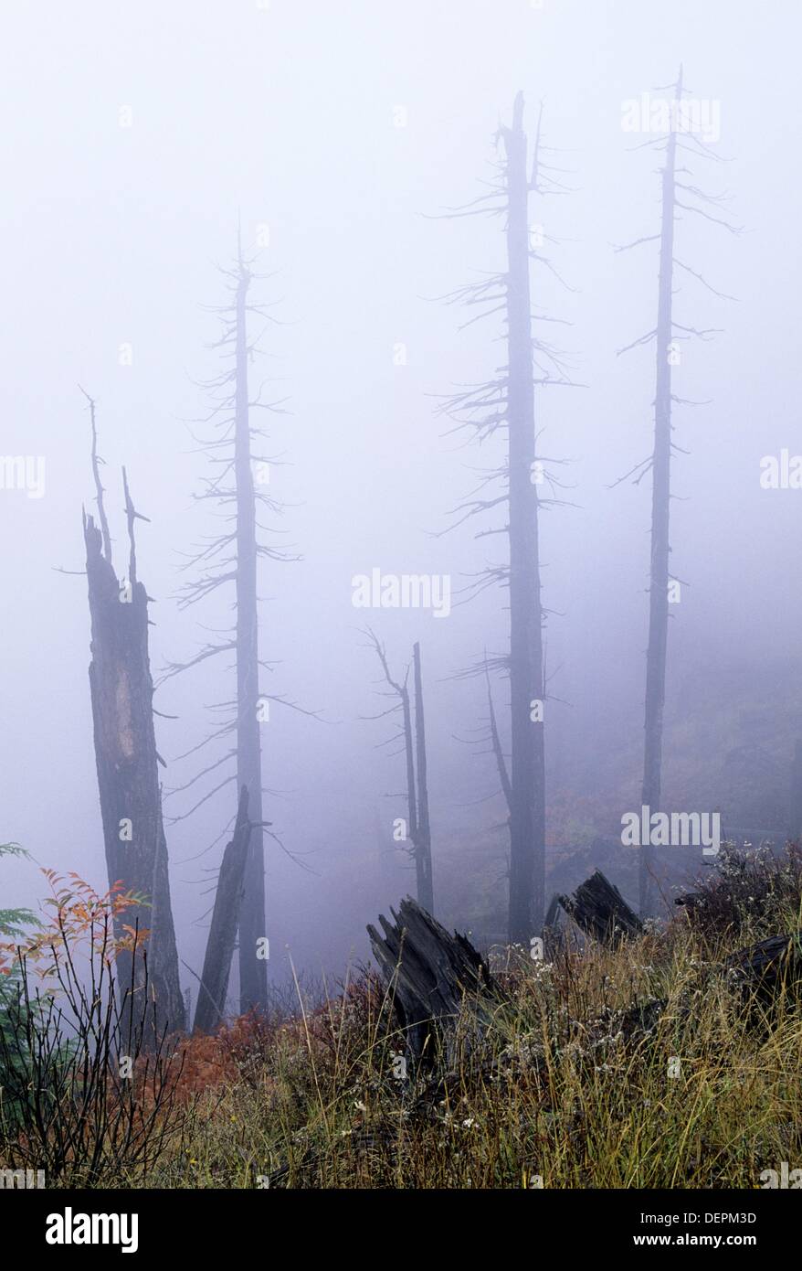 Ghost forest washington hi-res stock photography and images - Alamy