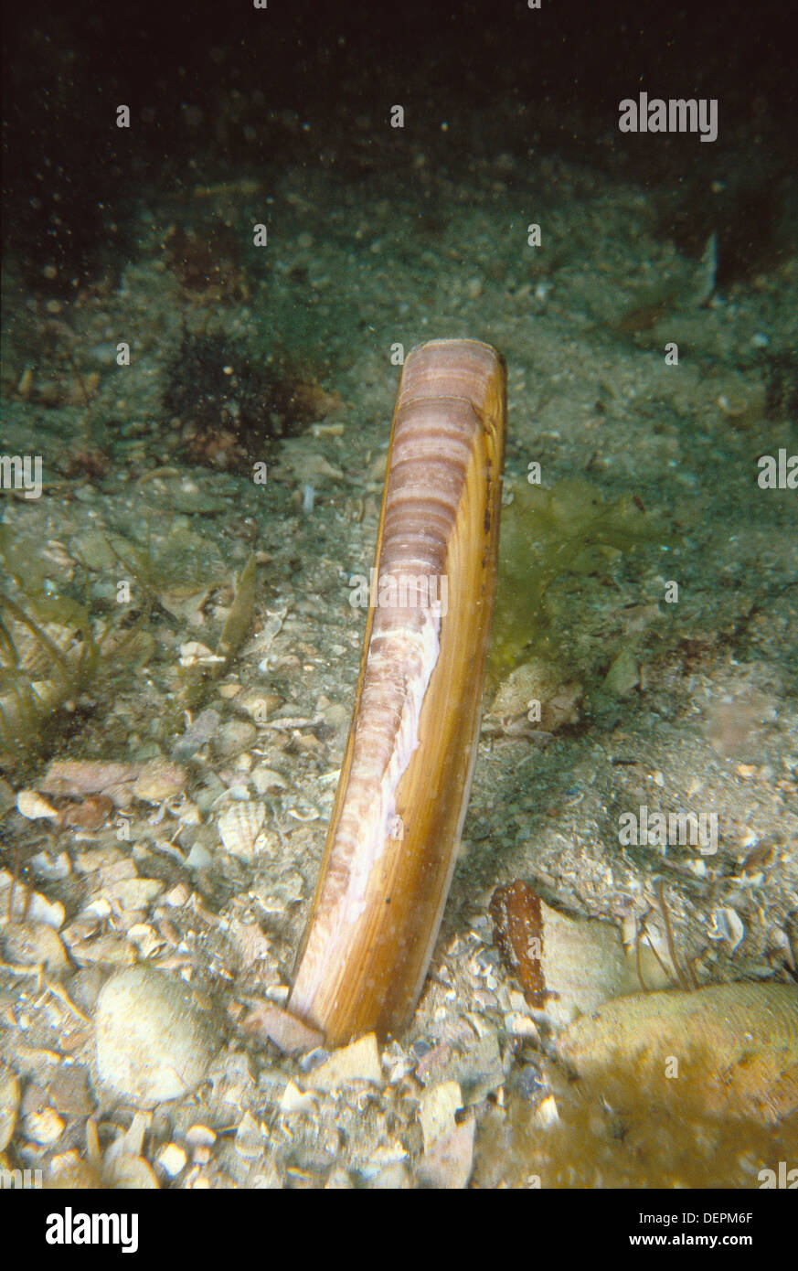 Razor shell ensis underwater hi-res stock photography and images - Alamy