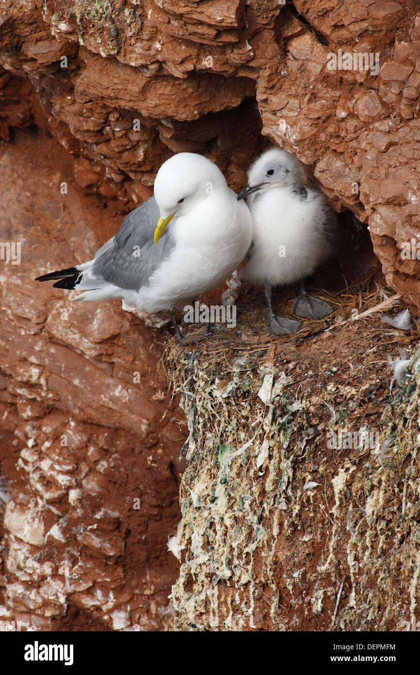 Dinky bird hi-res stock photography and images - Alamy