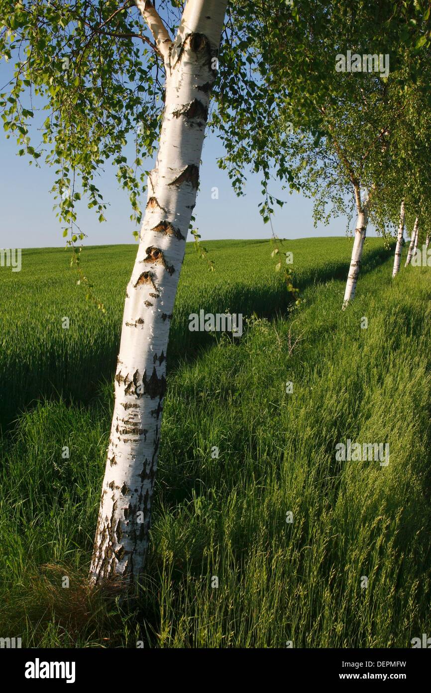Birken blatt hi-res stock photography and images - Alamy
