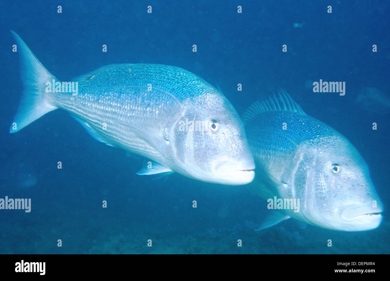 Common dentex dentex dentex hi-res stock photography and images - Alamy