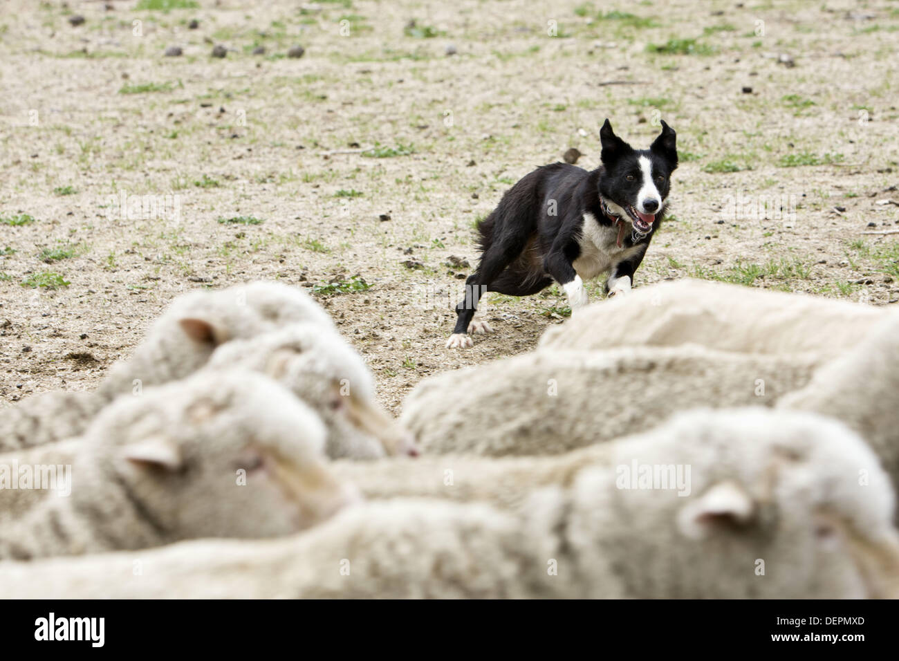 Sheep Station High Resolution Stock Photography and Images - Alamy