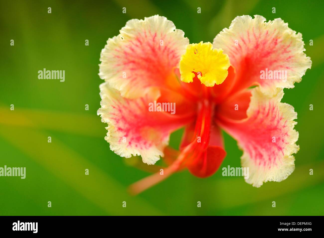 Singapore national bird hi-res stock photography and images - Alamy