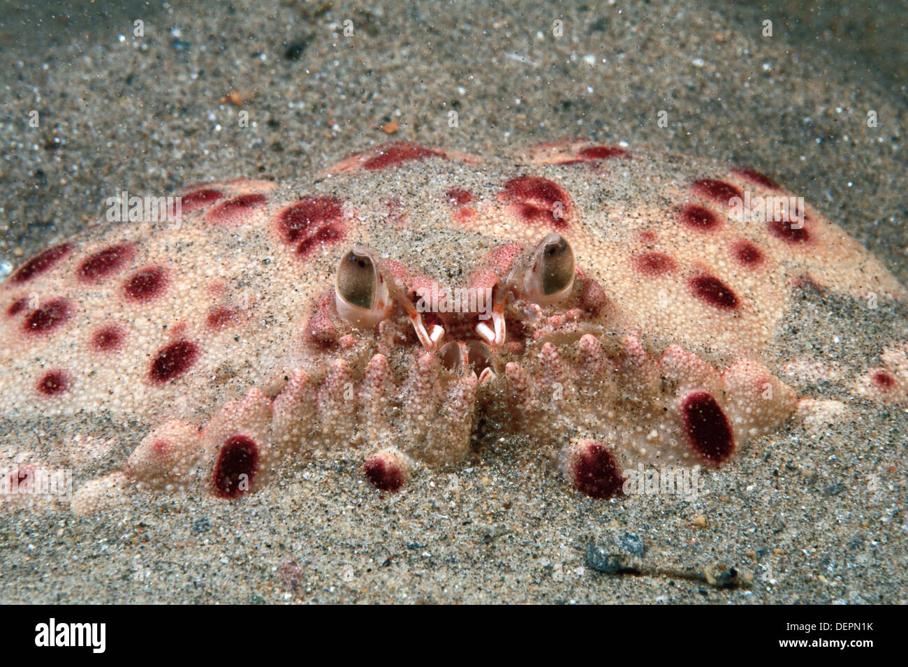 Granulata hi-res stock photography and images - Alamy