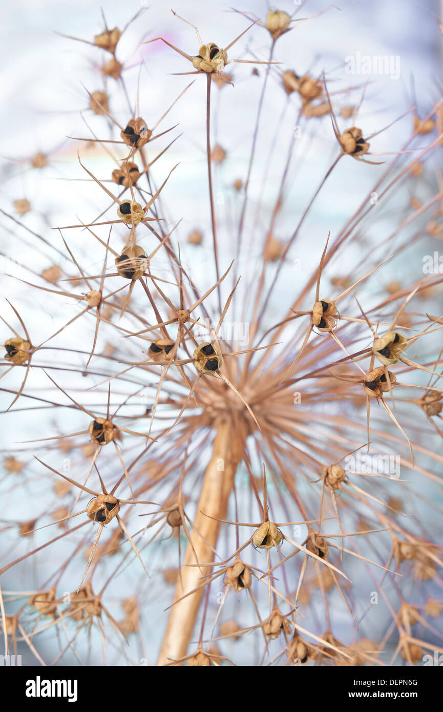 Spherical radial seed head hi-res stock photography and images - Alamy