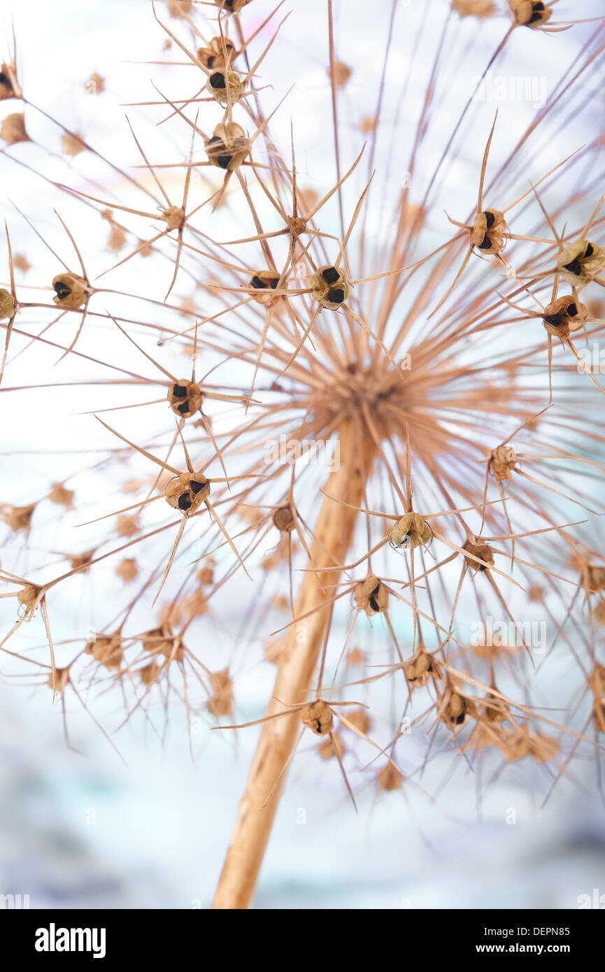 Dispersal by explosion hi-res stock photography and images - Alamy