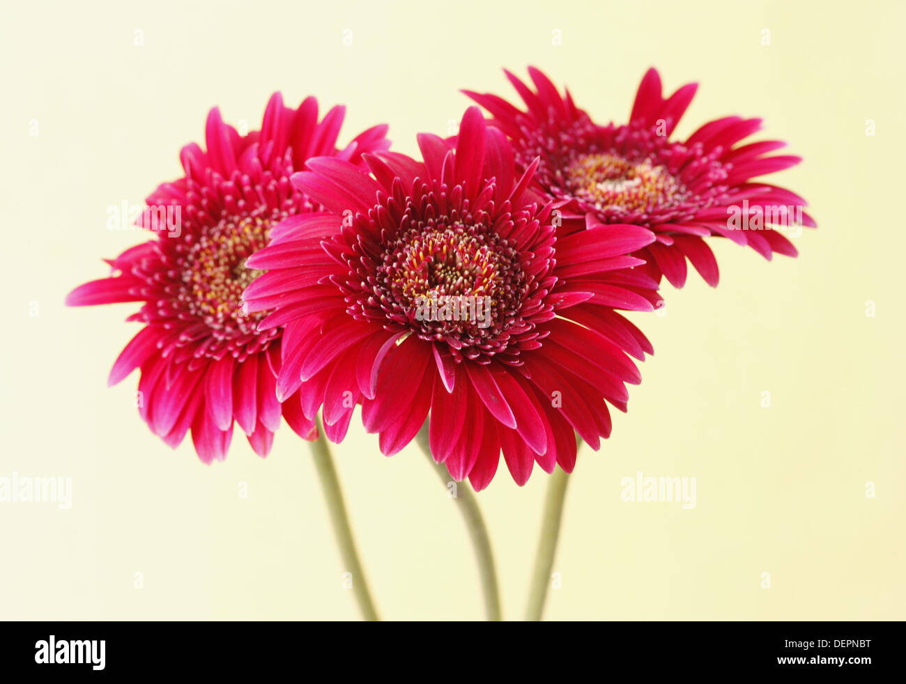 Three red Gerberas (Asteraceae Stock Photo - Alamy