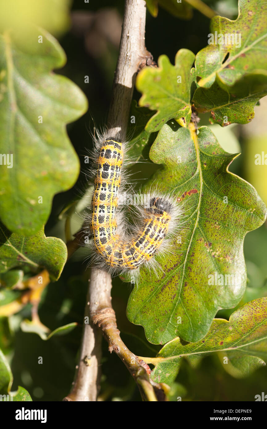 Buff tip moth larvae hi-res stock photography and images - Alamy