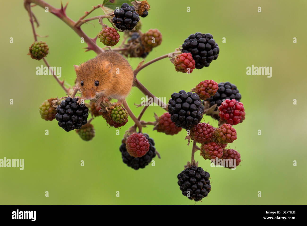 Harvest mouse hi-res stock photography and images - Alamy