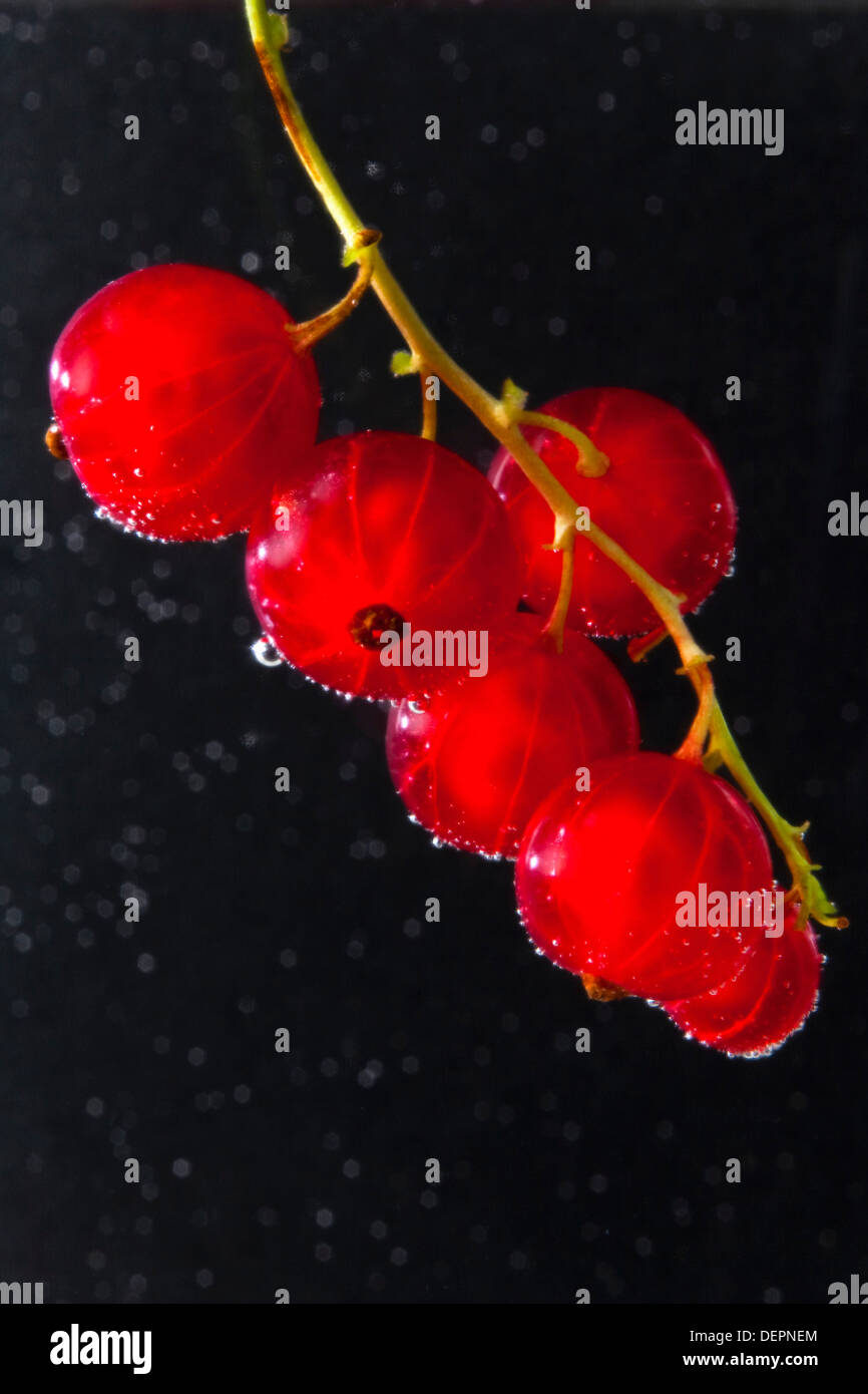 Dripping vine hi-res stock photography and images - Alamy