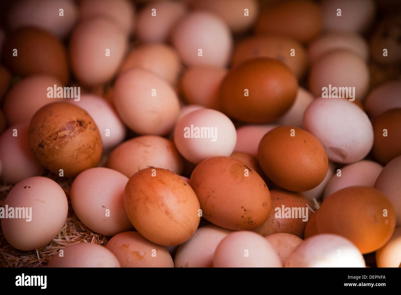 Large group of freshly laid eggs, close up Stock Photo - Alamy