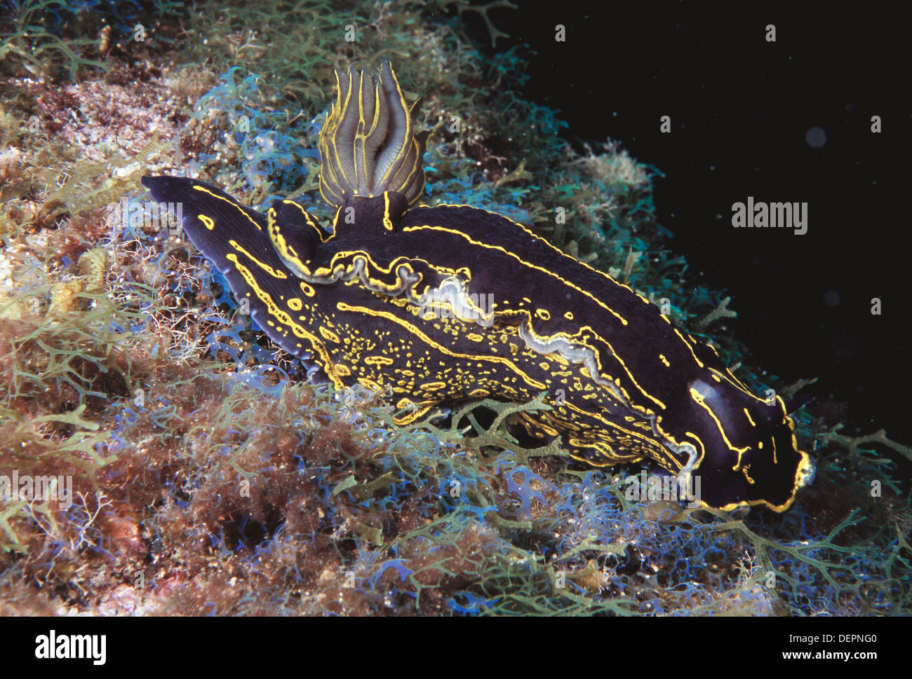 Armina nudibranch sea slug armina hi-res stock photography and images ...