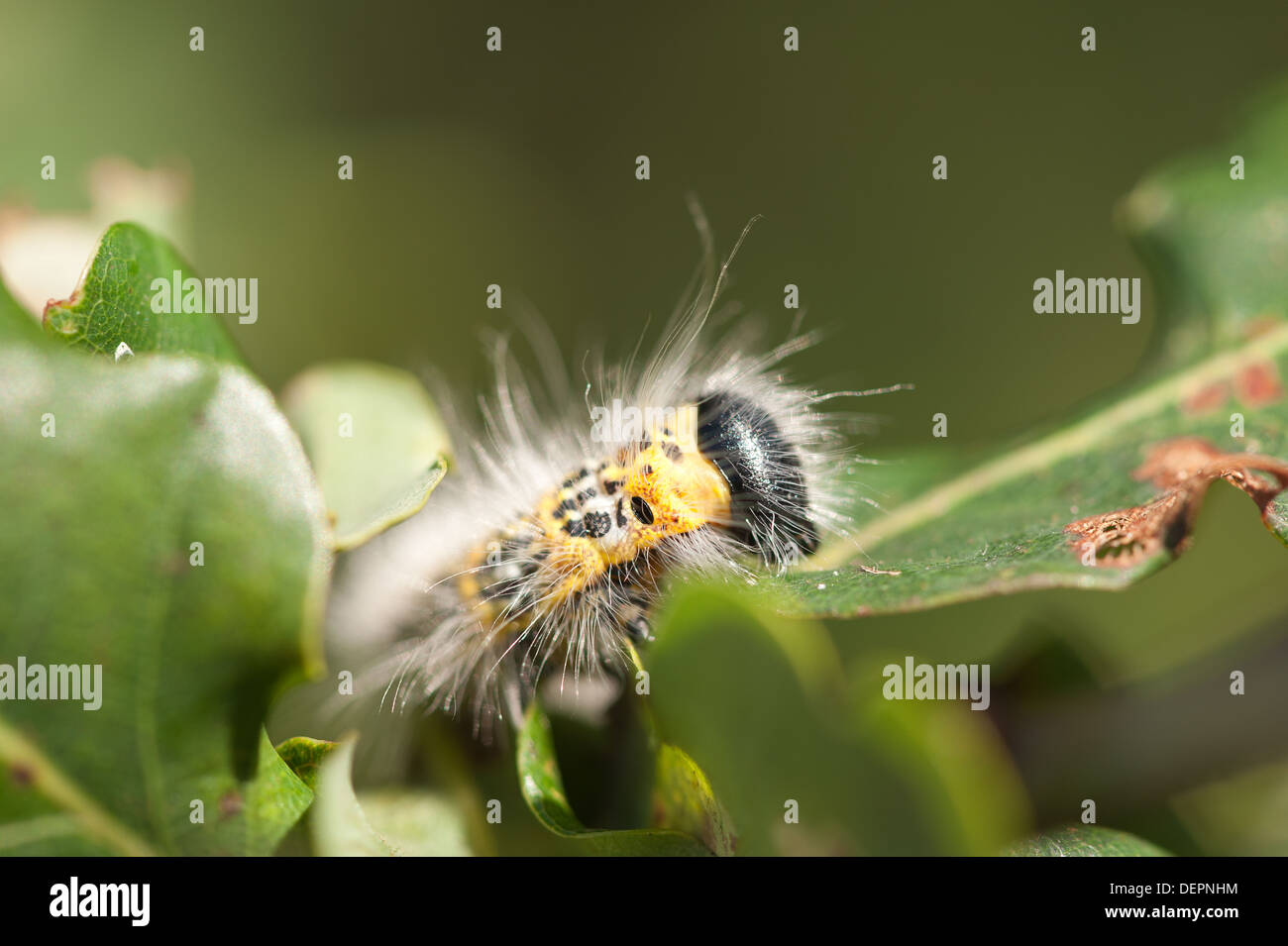 like an oak processionary moth the buff tip moth on English oak is a ...