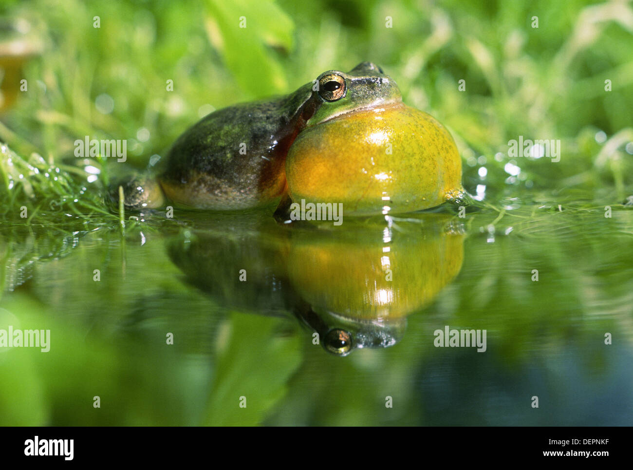 Tree Hole Frog High Resolution Stock Photography and Images - Alamy