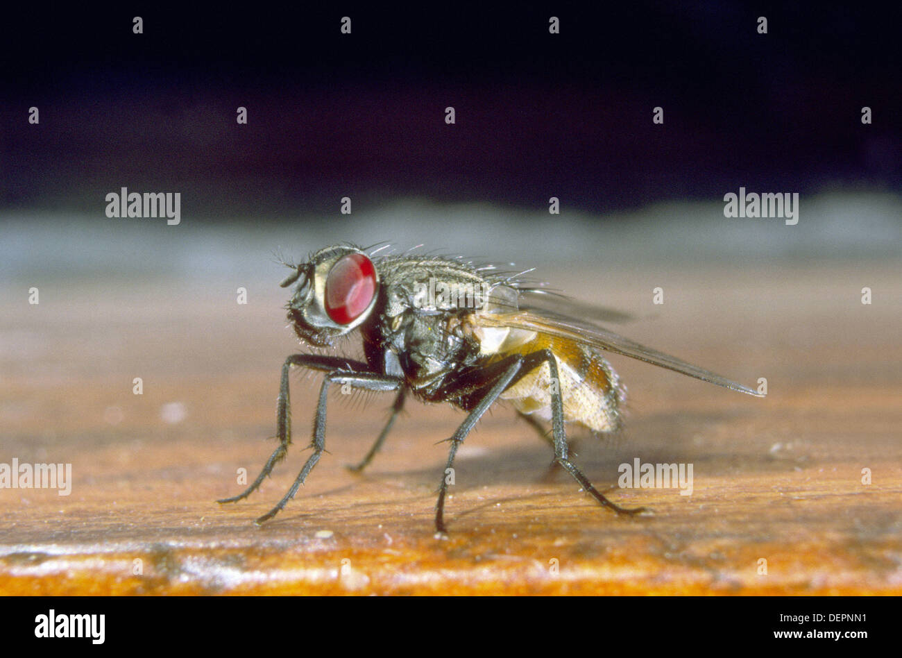 House fly, Musca domestica Stock Photo - Alamy