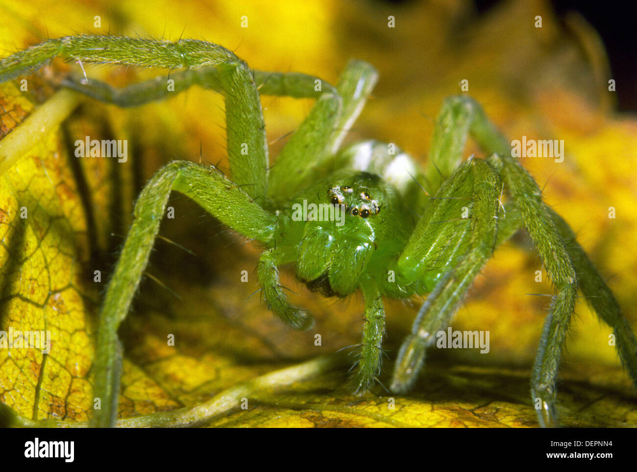 Spider (Micrommata virescens Stock Photo - Alamy