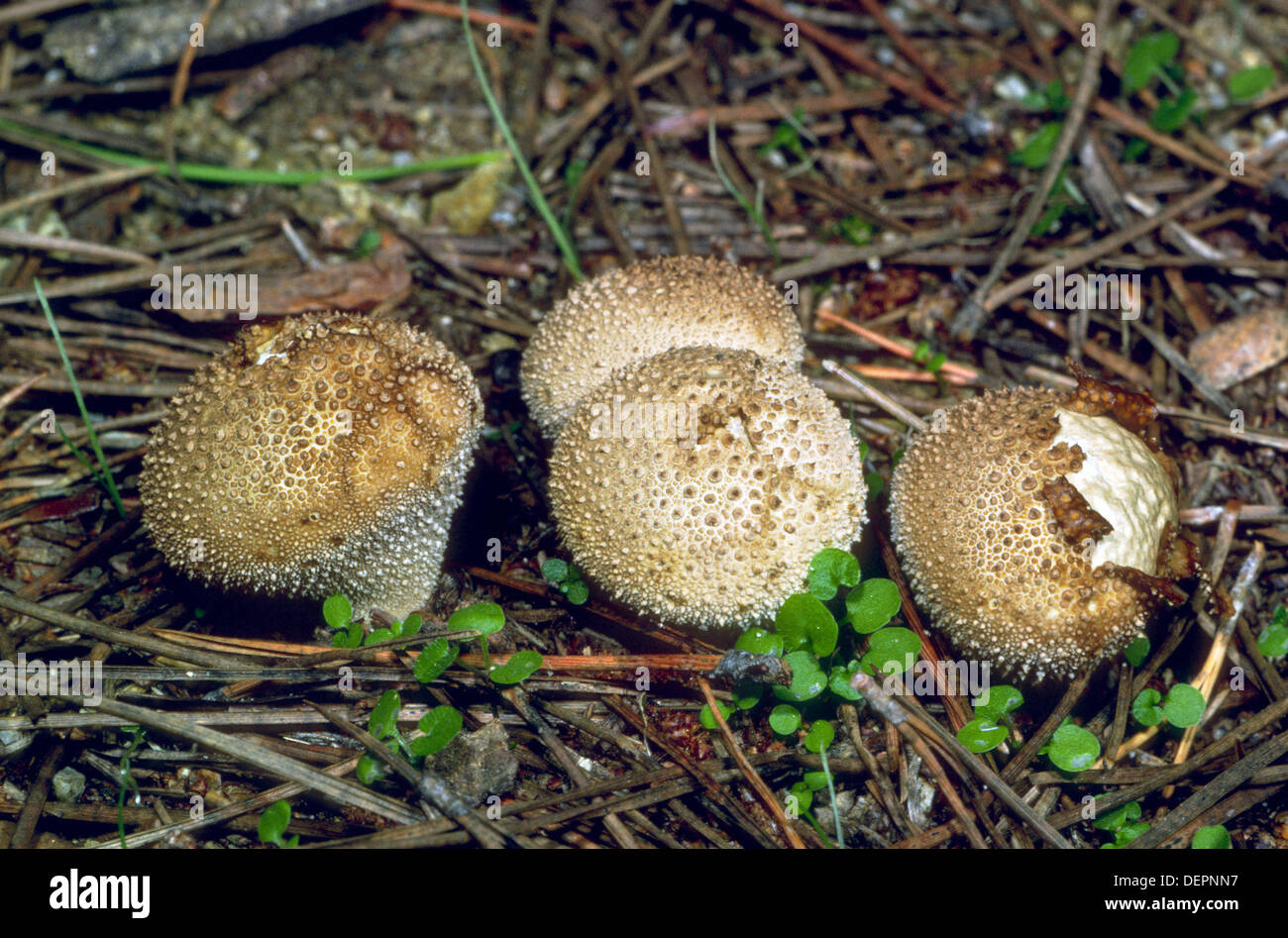 Puffball mushrooms hi-res stock photography and images - Alamy