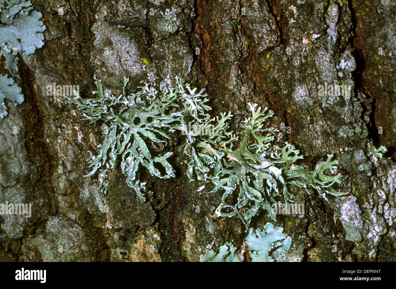 Oak moss (Evernia prunastri Stock Photo - Alamy