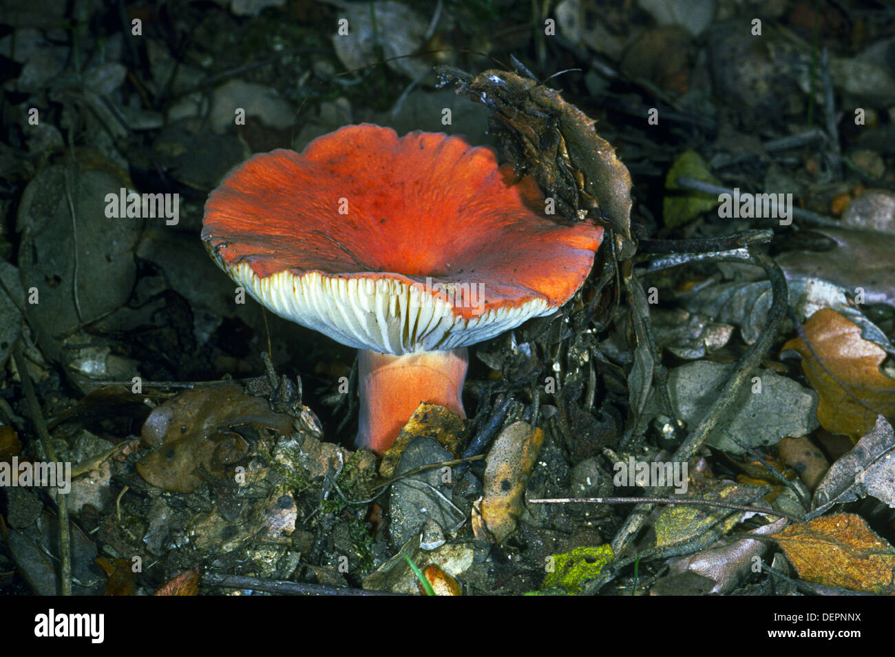 Mushroom (Lactarius rugatus Stock Photo - Alamy
