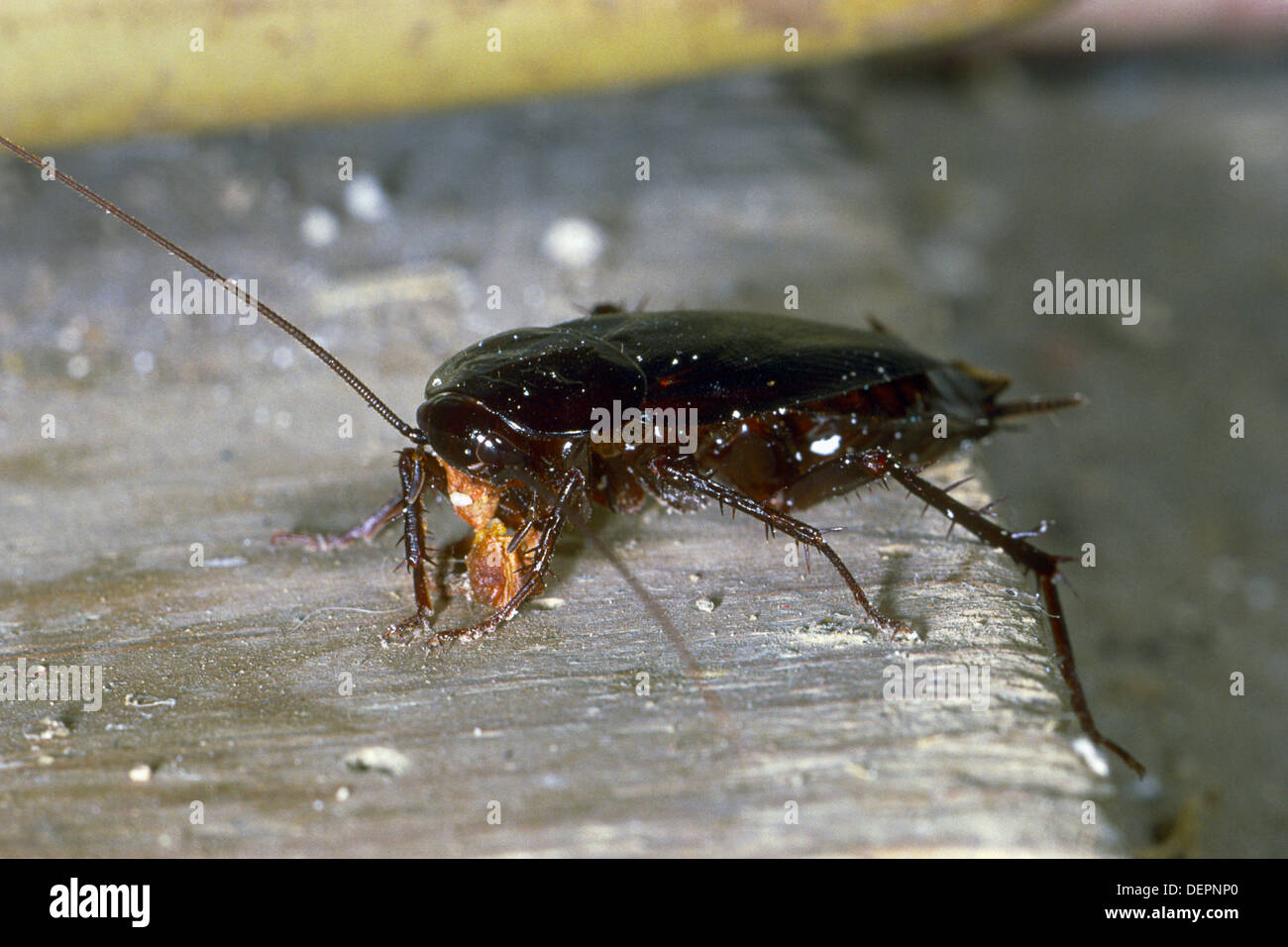 Oriental cockroach hi-res stock photography and images - Alamy
