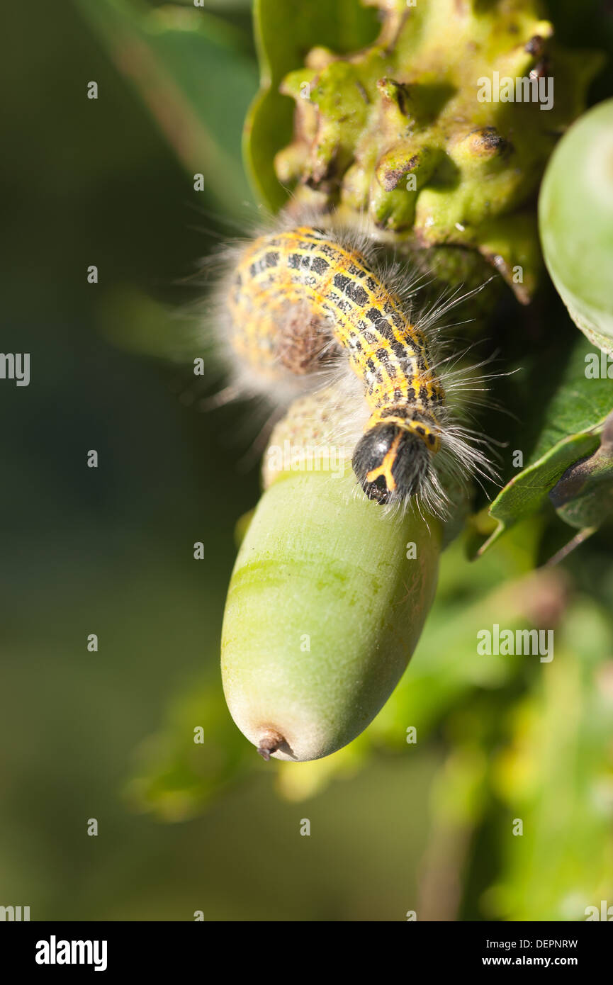 like an oak processionary moth the buff tip moth on English oak is a ...