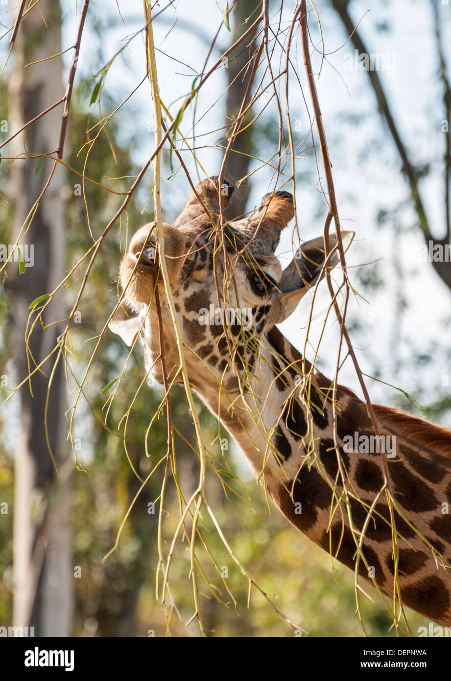 Giraffe san diego zoo hi-res stock photography and images - Alamy