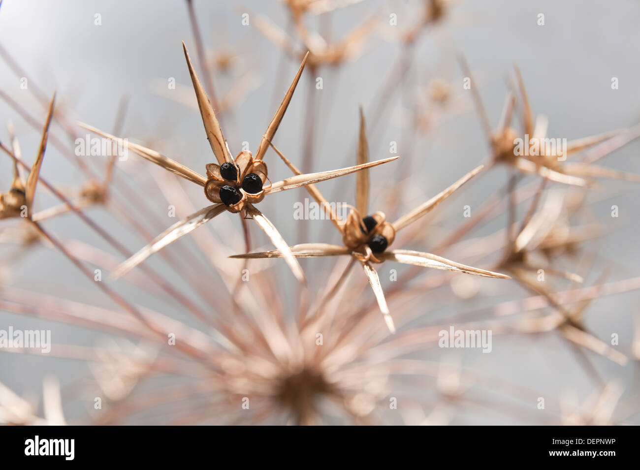 Dispersal by explosion hi-res stock photography and images - Alamy