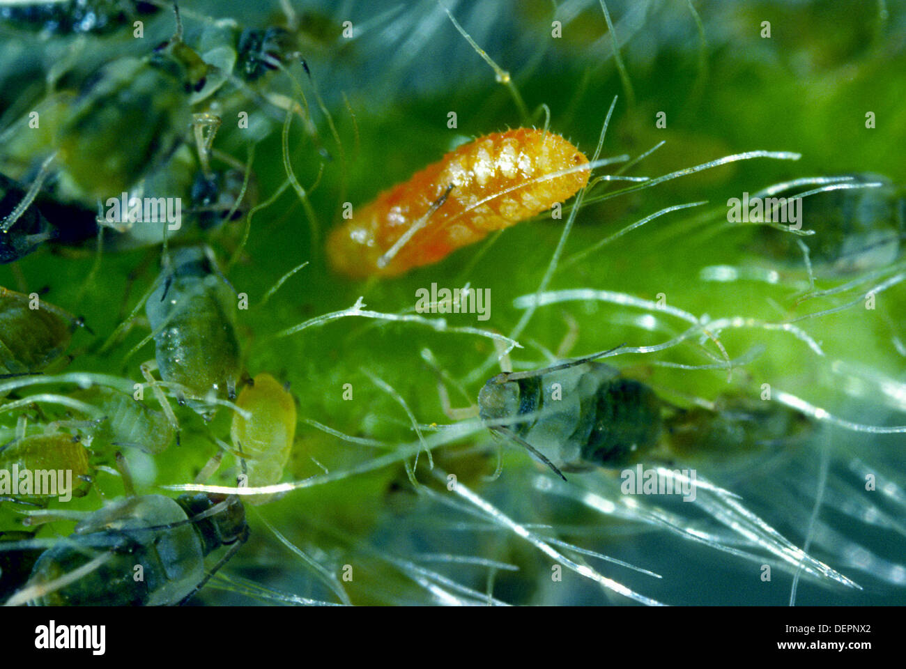 Hoverfly Larva And Aphids Stock Photos & Hoverfly Larva And Aphids ...