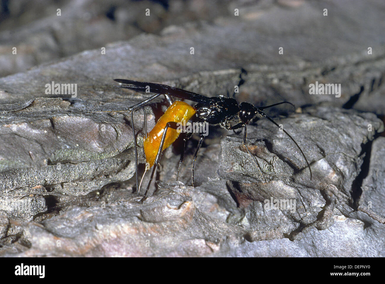 Ichneumonidae tree hi-res stock photography and images - Alamy