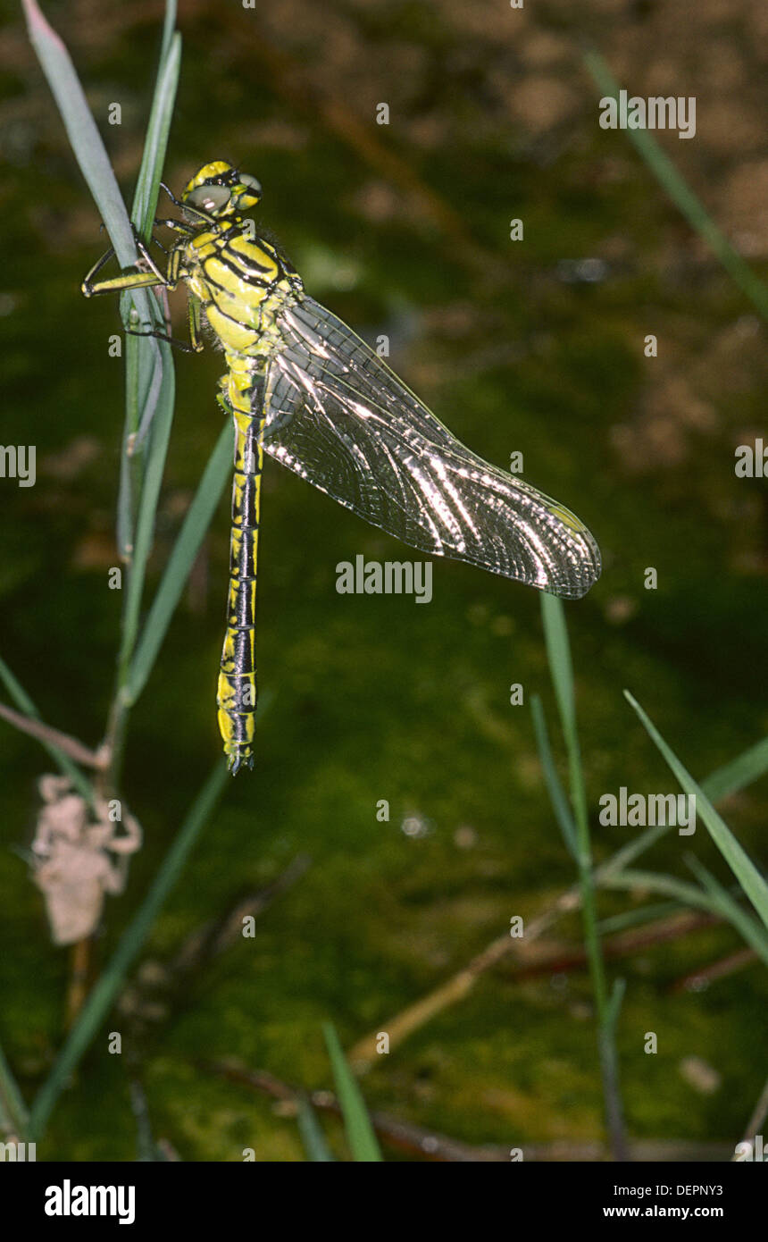 Gomphus simillimus hi-res stock photography and images - Alamy