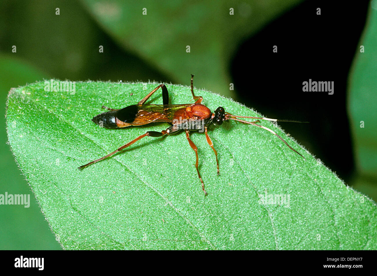 Ichneumonid, Family Ichneumonidae Stock Photo - Alamy