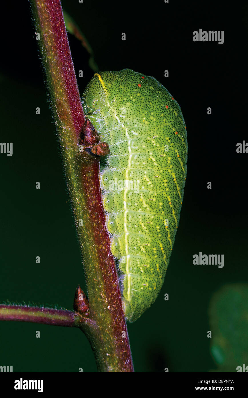Scarce swallowtails hi-res stock photography and images - Alamy