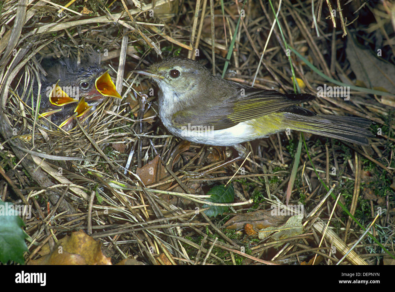 Bonelli´s Warbler (Phylloscopus bonelli) with nest Stock Photo - Alamy