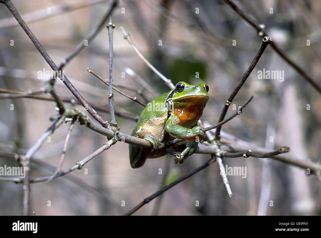 Stripeless treefrog hi-res stock photography and images - Alamy