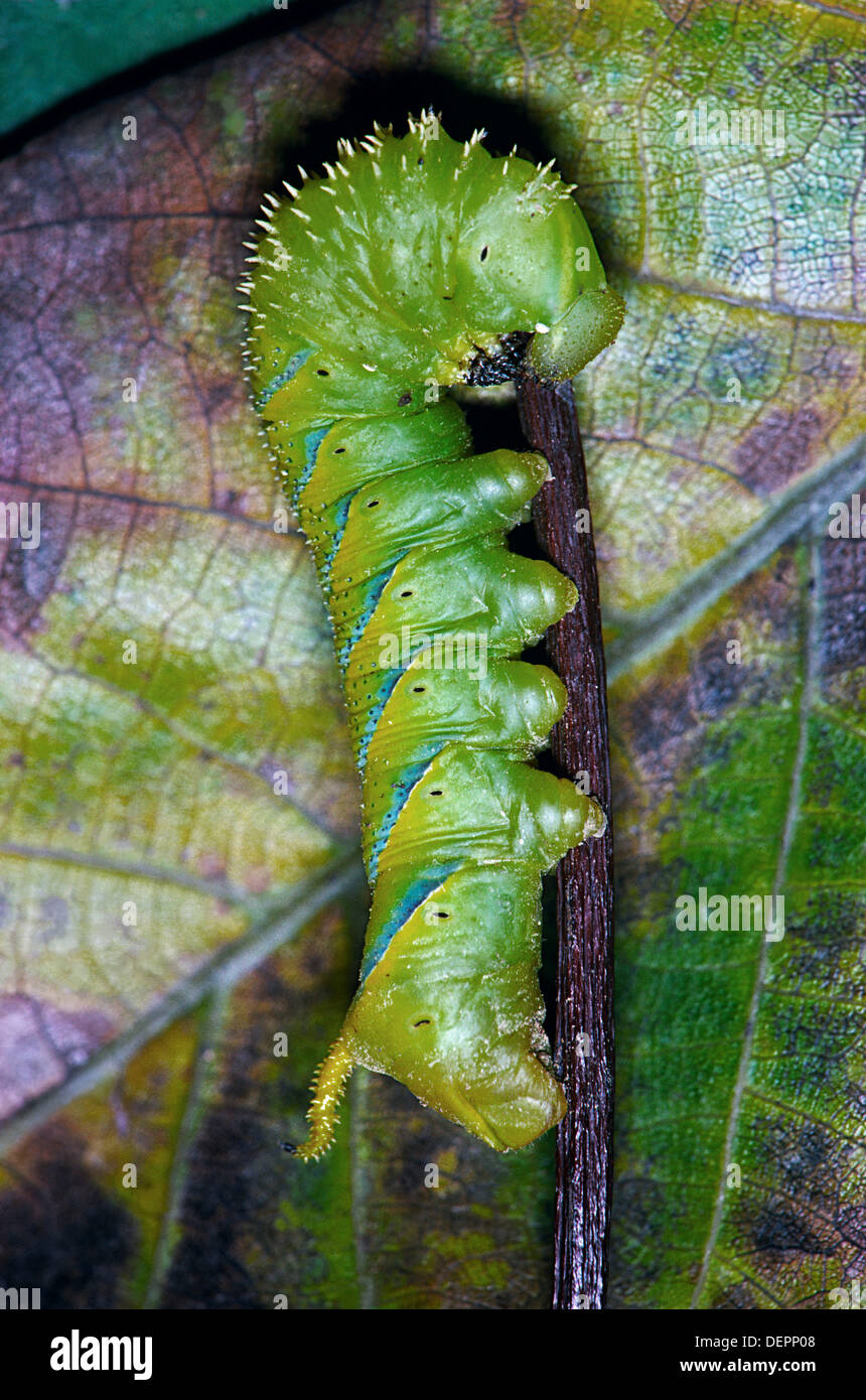 Death head hawkmoth acherontia atropos hi-res stock photography and ...