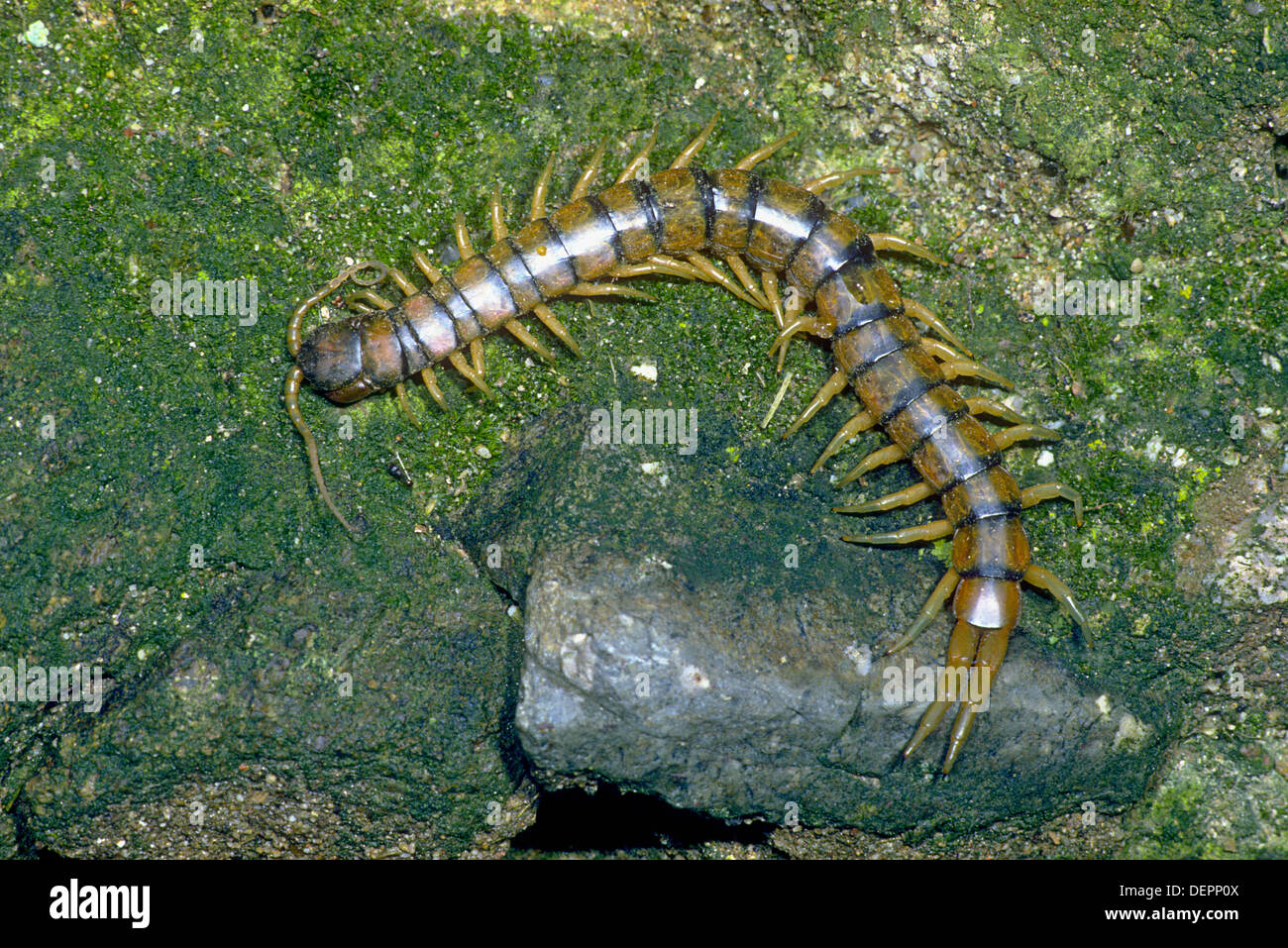 Scolopendra Cingulata Stock Photos & Scolopendra Cingulata Stock Images - Alamy