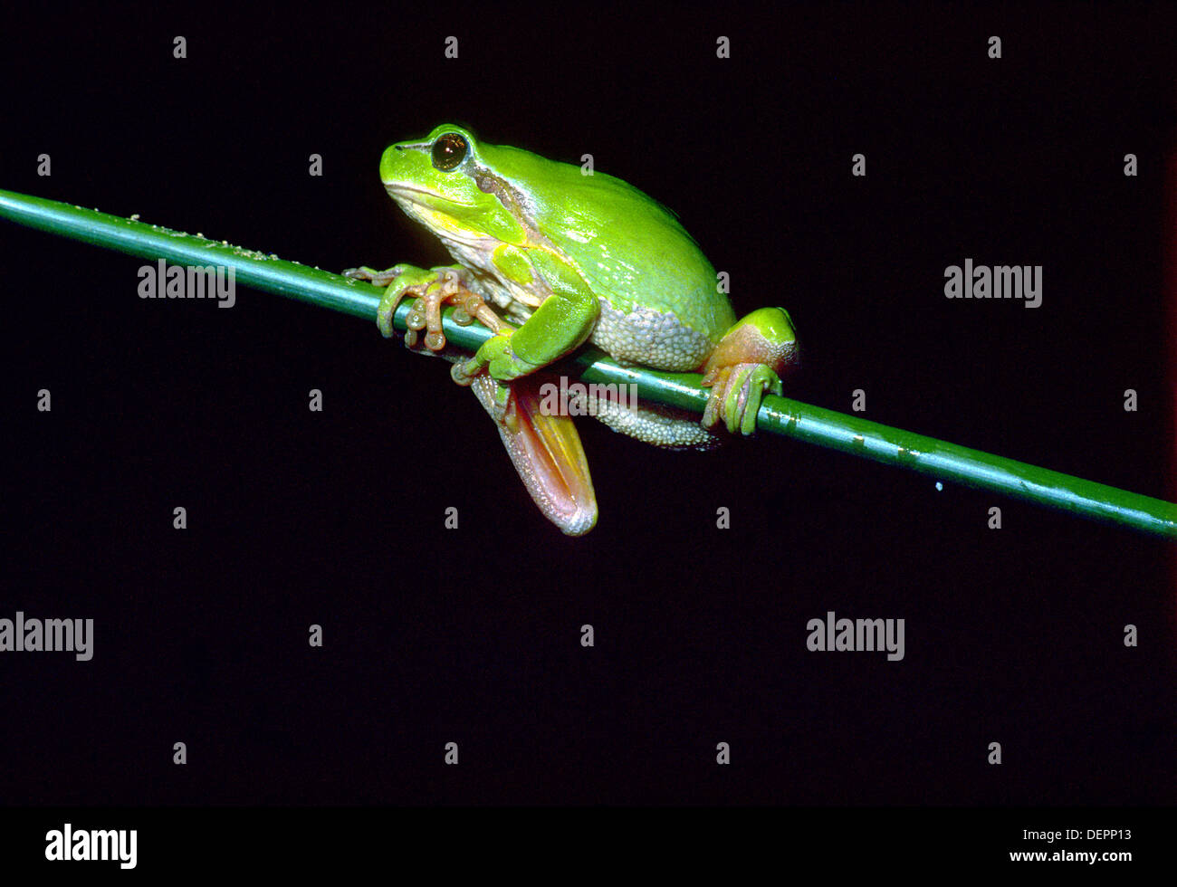 Stripeless tree frog hyla meridionalis hi-res stock photography and ...