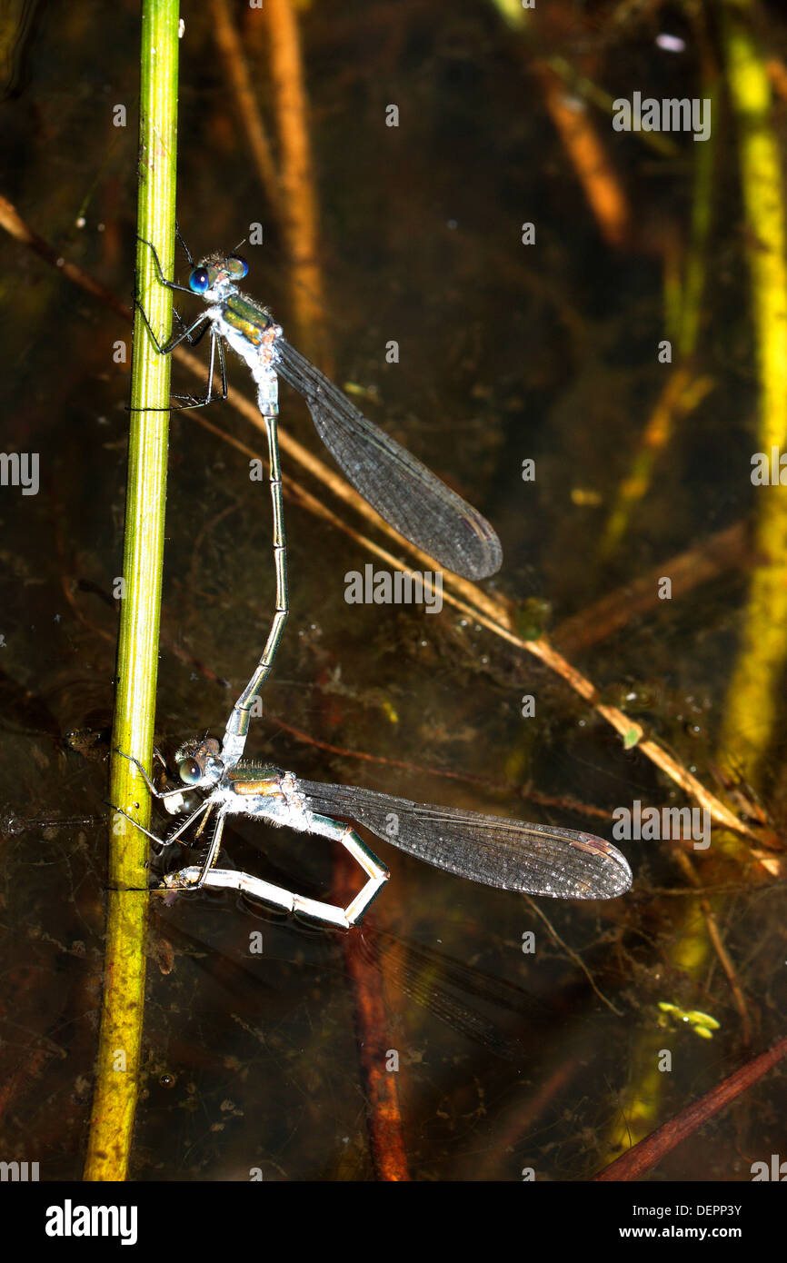 Emerald damselflies mating Stock Photo - Alamy