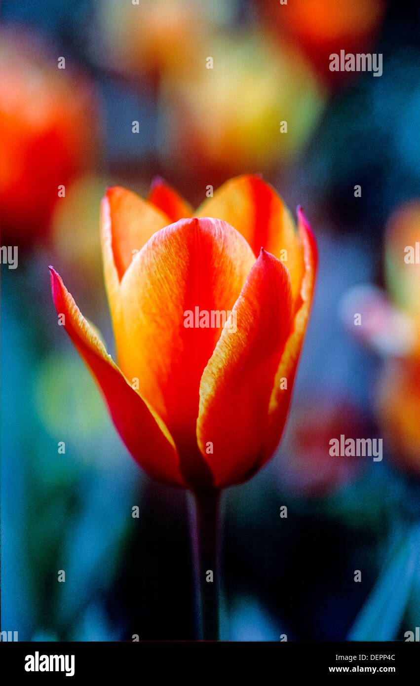 single red tulip in garden,england,uk,europe Stock Photo - Alamy