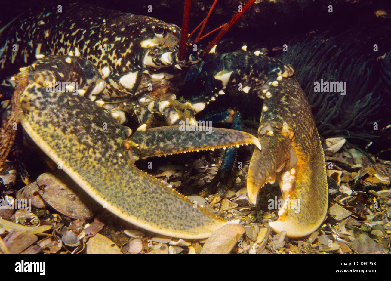 Homarus gammarus galicia hi-res stock photography and images - Alamy
